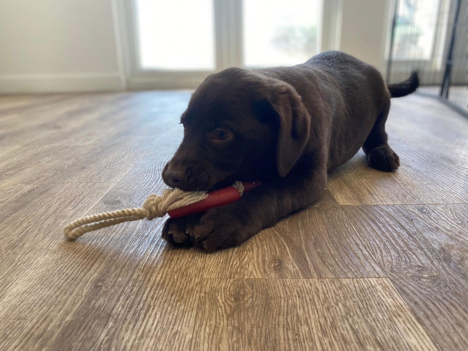 Best Way to Prepare Your Home for a New Labrador Puppy - Labrador ...